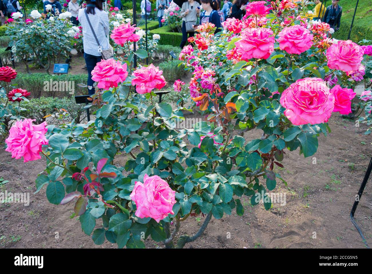 Tokyo, Japan - Rose Flower (Hojun) at Kyu-Furukawa Gardens in Tokyo ...