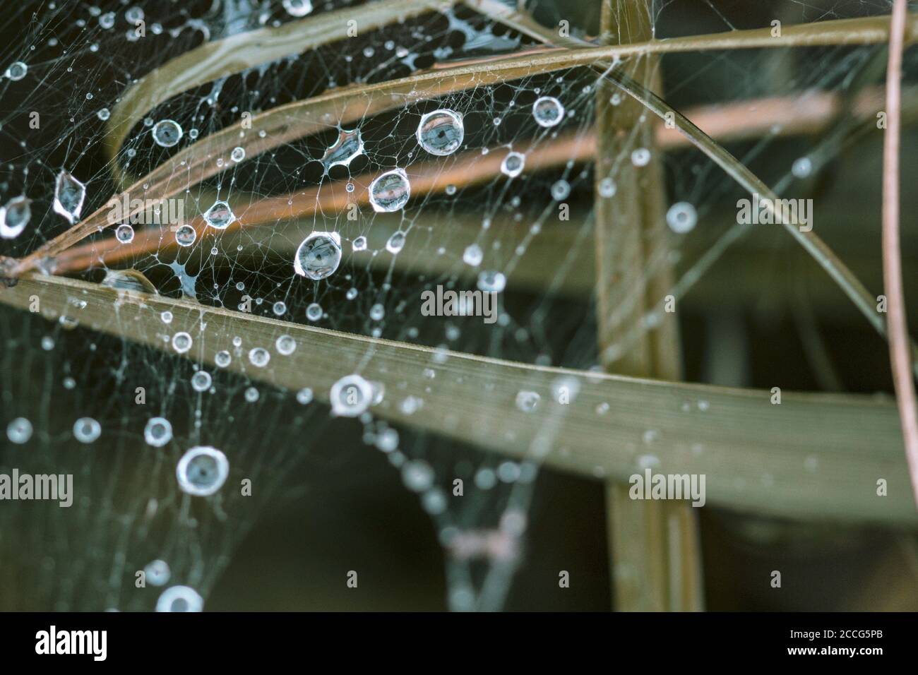 Transparent spider web hi-res stock photography and images - Alamy