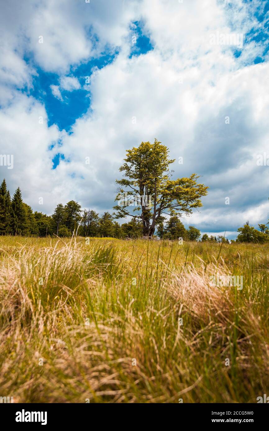 Germanys National Tree