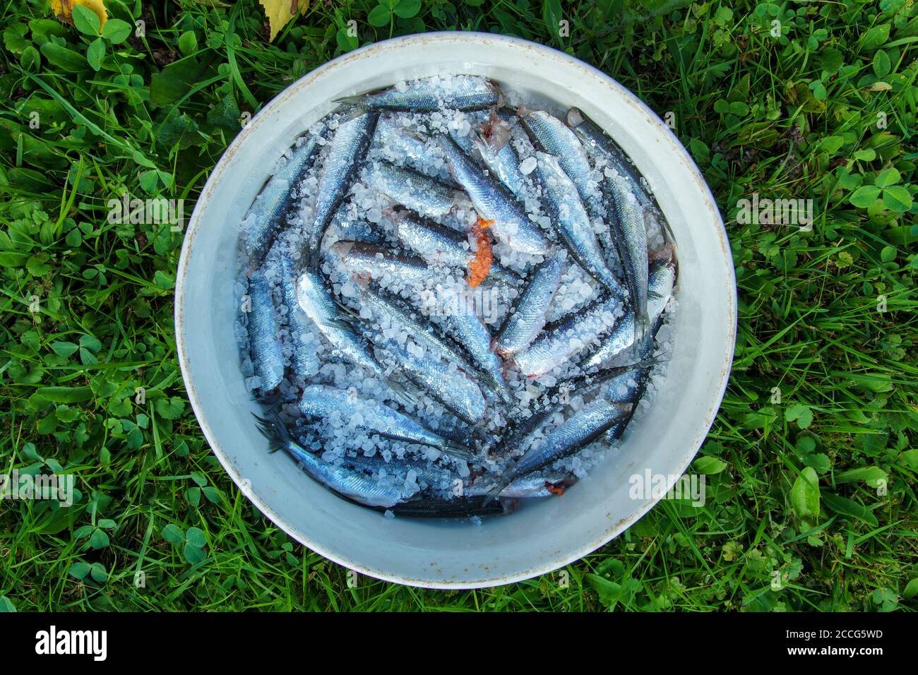 Vendace fish hi-res stock photography and images - Alamy