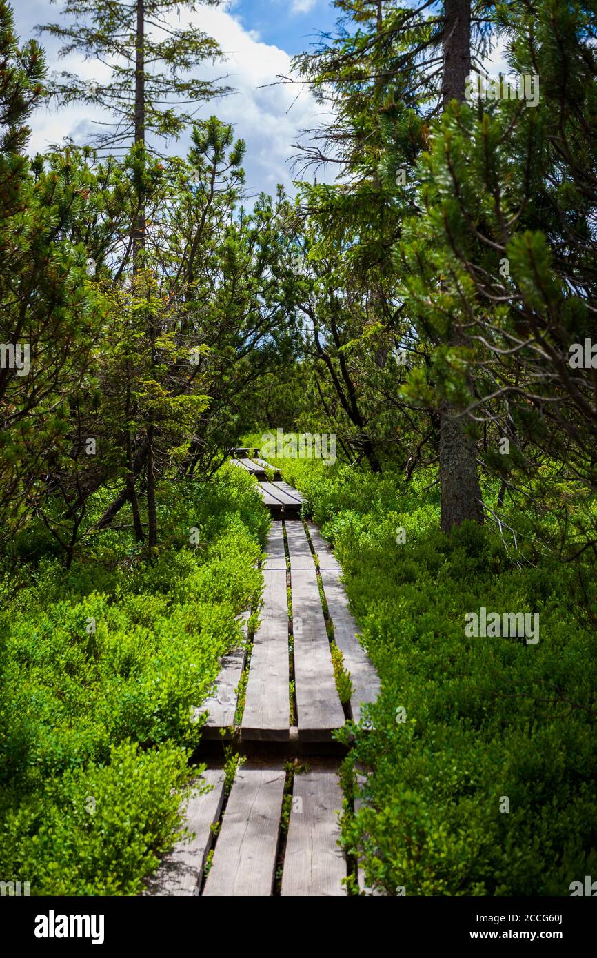 Bavarian Forest National Park Hiking High Resolution Stock Photography ...