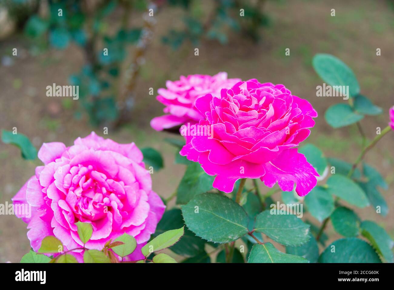 Tokyo, Japan - Rose Flower (Pink Peace) at Kyu-Furukawa Gardens in ...