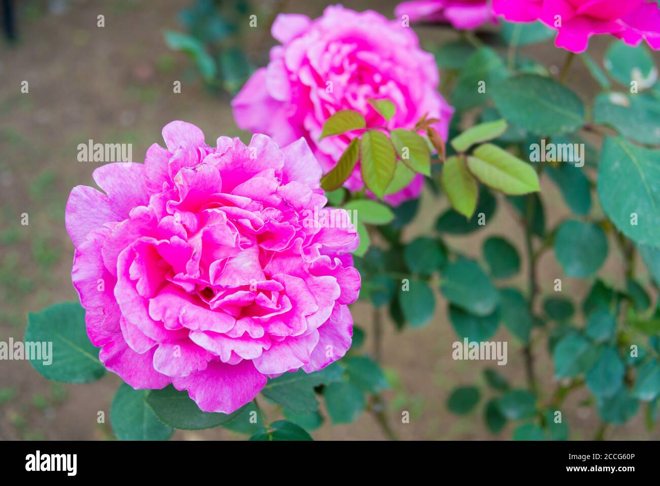 Tokyo, Japan - Rose Flower (Pink Peace) at Kyu-Furukawa Gardens in ...
