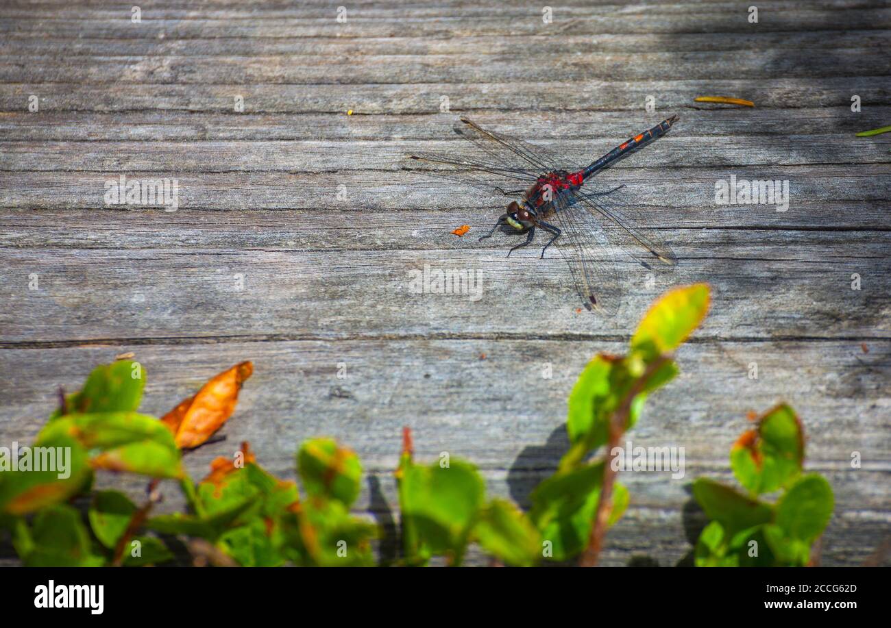 Dragonfly on wood board hi-res stock photography and images - Alamy