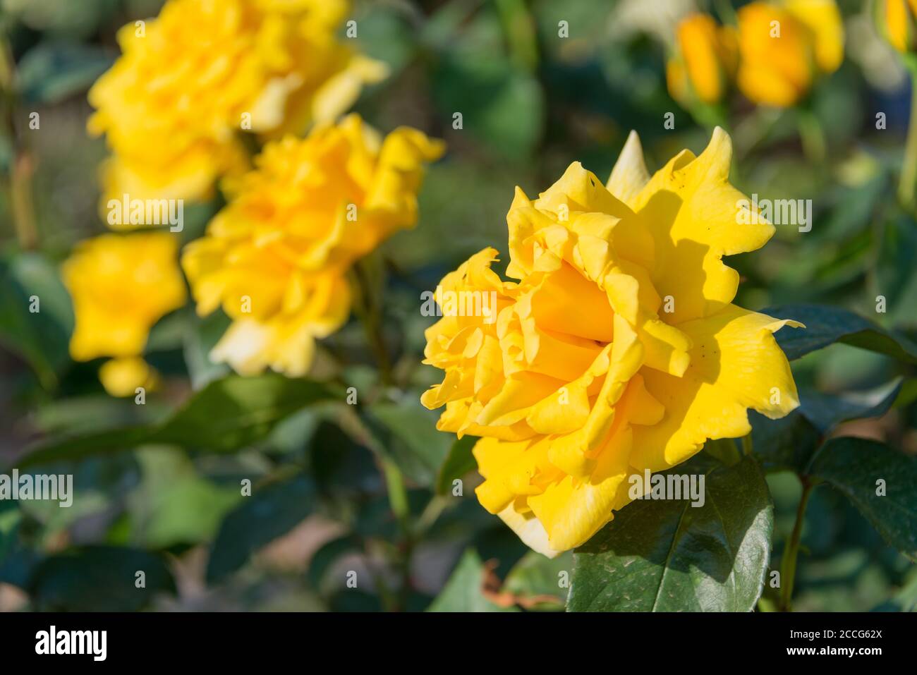 Tokyo, Japan - Rose Flower (Duftgold) at Kyu-Furukawa Gardens in Tokyo ...