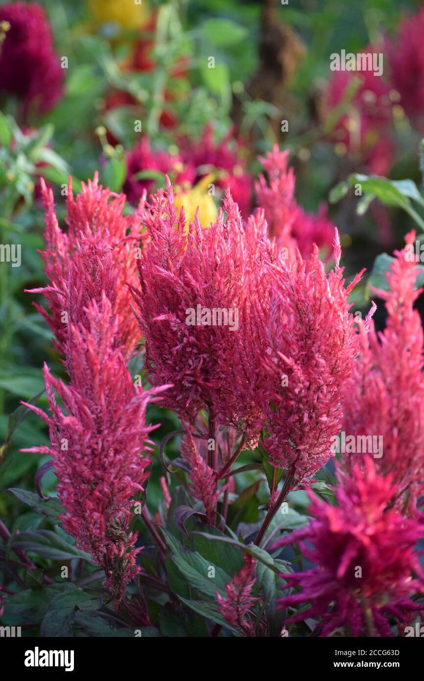pink plumed Cockscomb in the Wind Stock Photo - Alamy