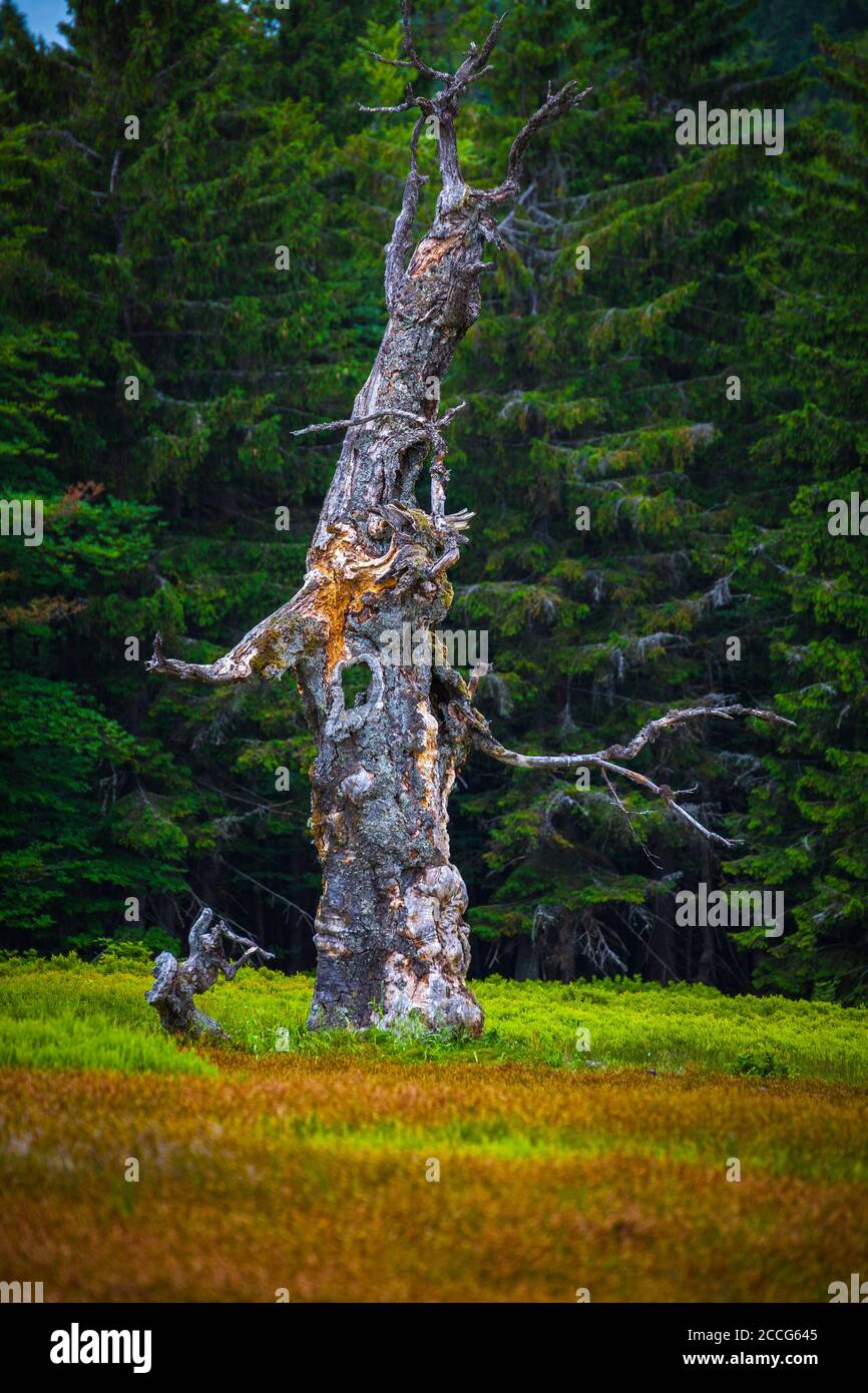 Germanys National Tree