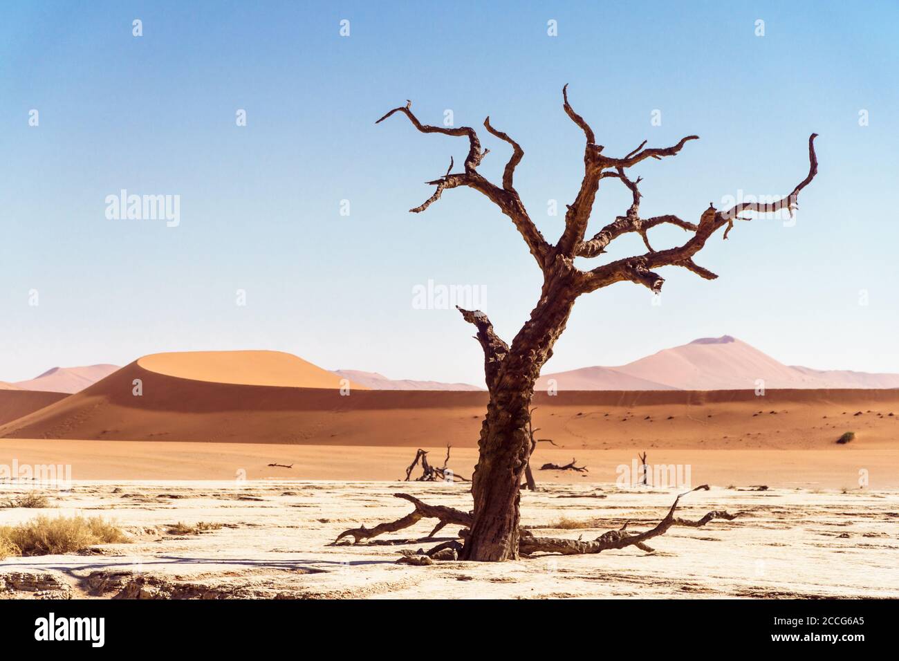 Skeleton tree in deadvlei hi-res stock photography and images - Alamy