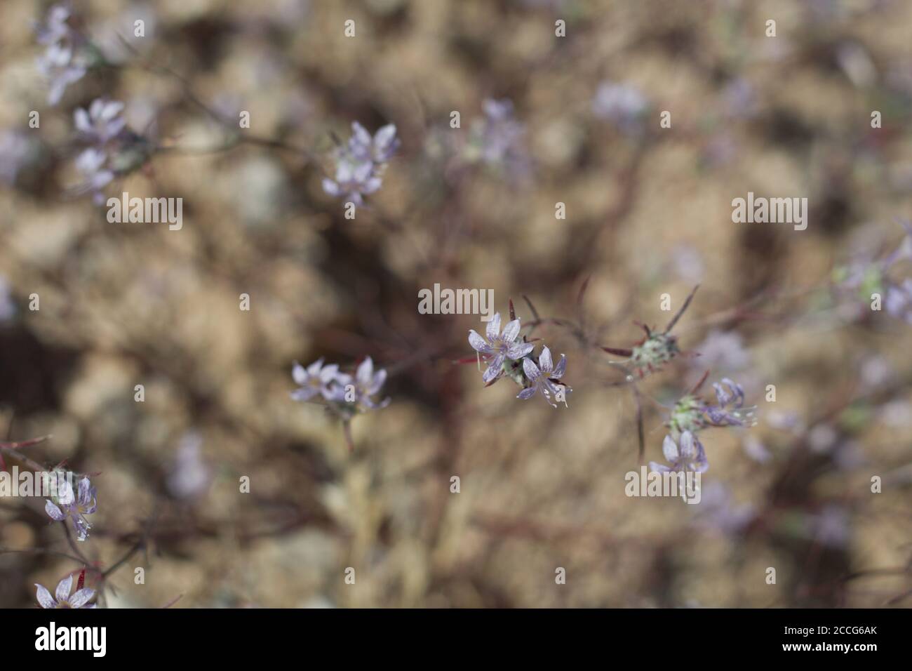 Blue inflorescences, Desert Woolystar, Eriastrum Eremicum ...