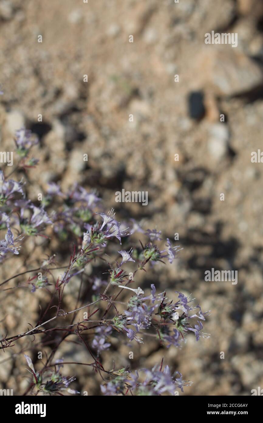 Blue inflorescences, Desert Woolystar, Eriastrum Eremicum ...