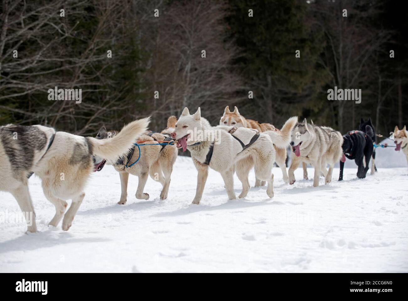 France, Haute-Savoie, Alps, mushing with sled dogs Stock Photo - Alamy