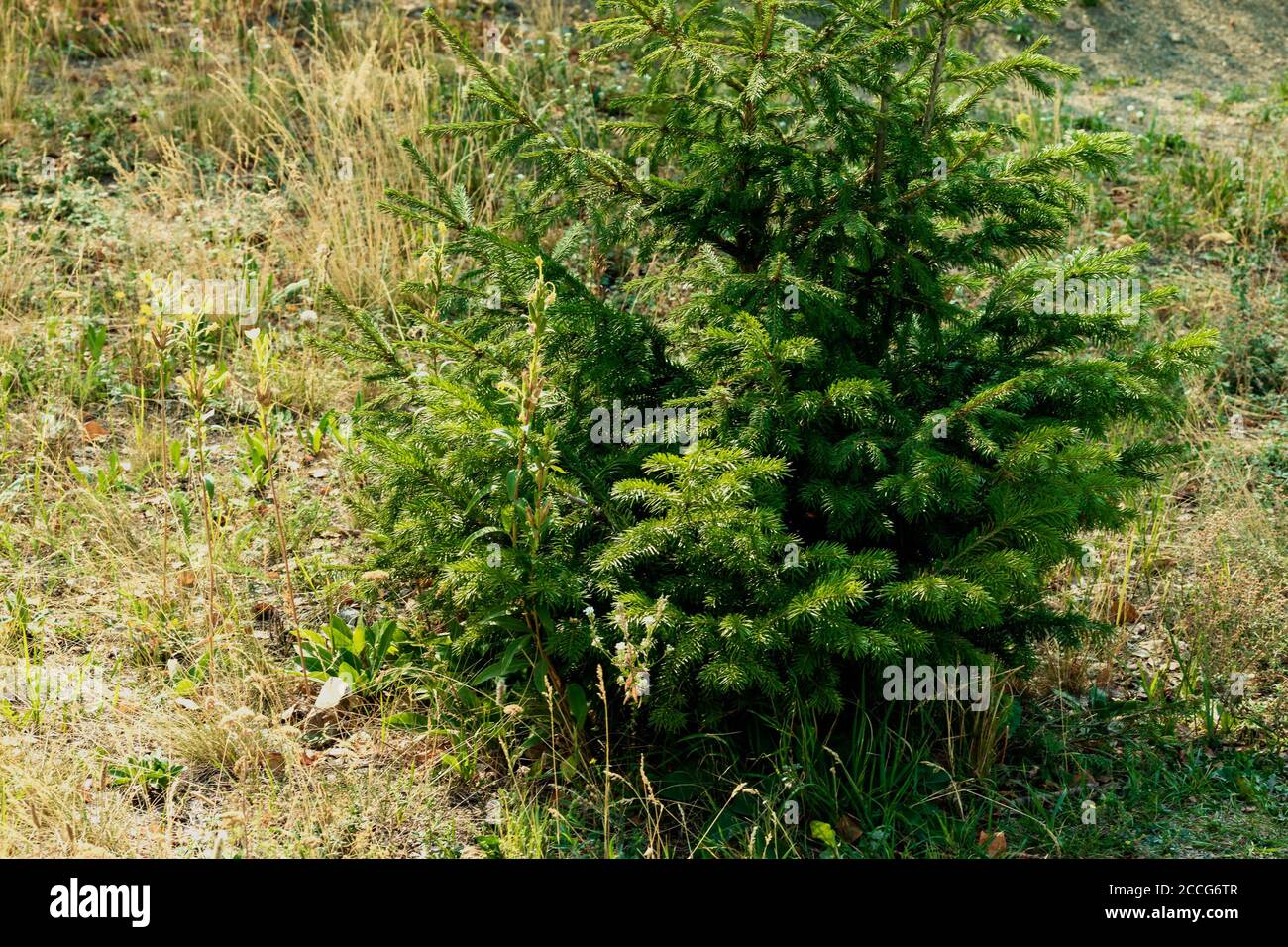 Beautiful fluffy coniferous branches of green close-up Stock Photo - Alamy