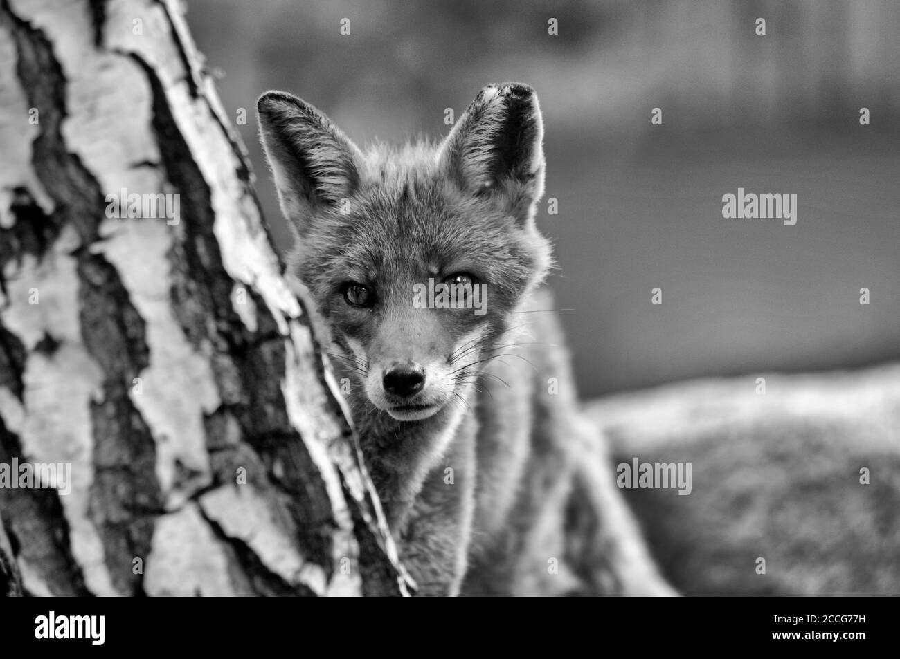 Red Fox (Vulpes vulpes) Portrait, France Stock Photo - Alamy