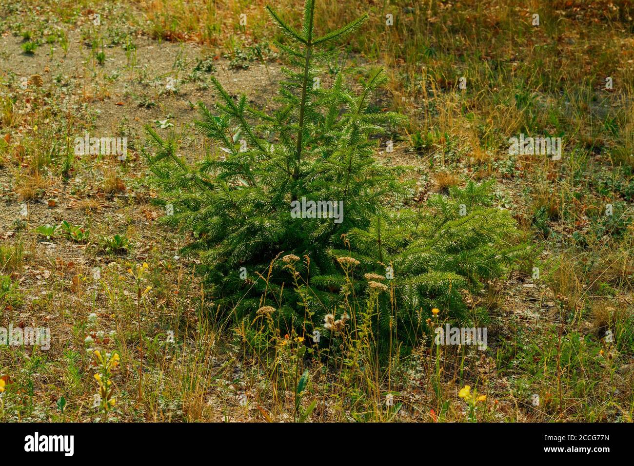 A little fluffy tree in a clearing Stock Photo - Alamy
