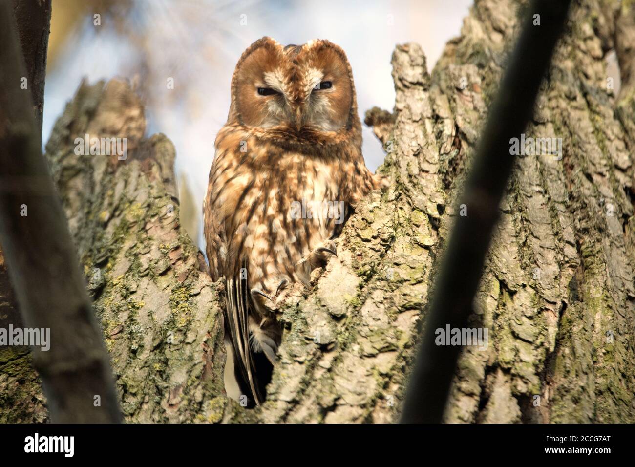 Sunbathing tawny owl hi-res stock photography and images - Alamy