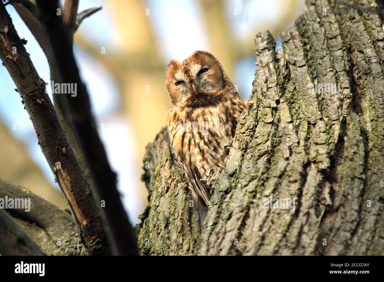 Sunbathing Tawny Owl Stock Photo - Alamy