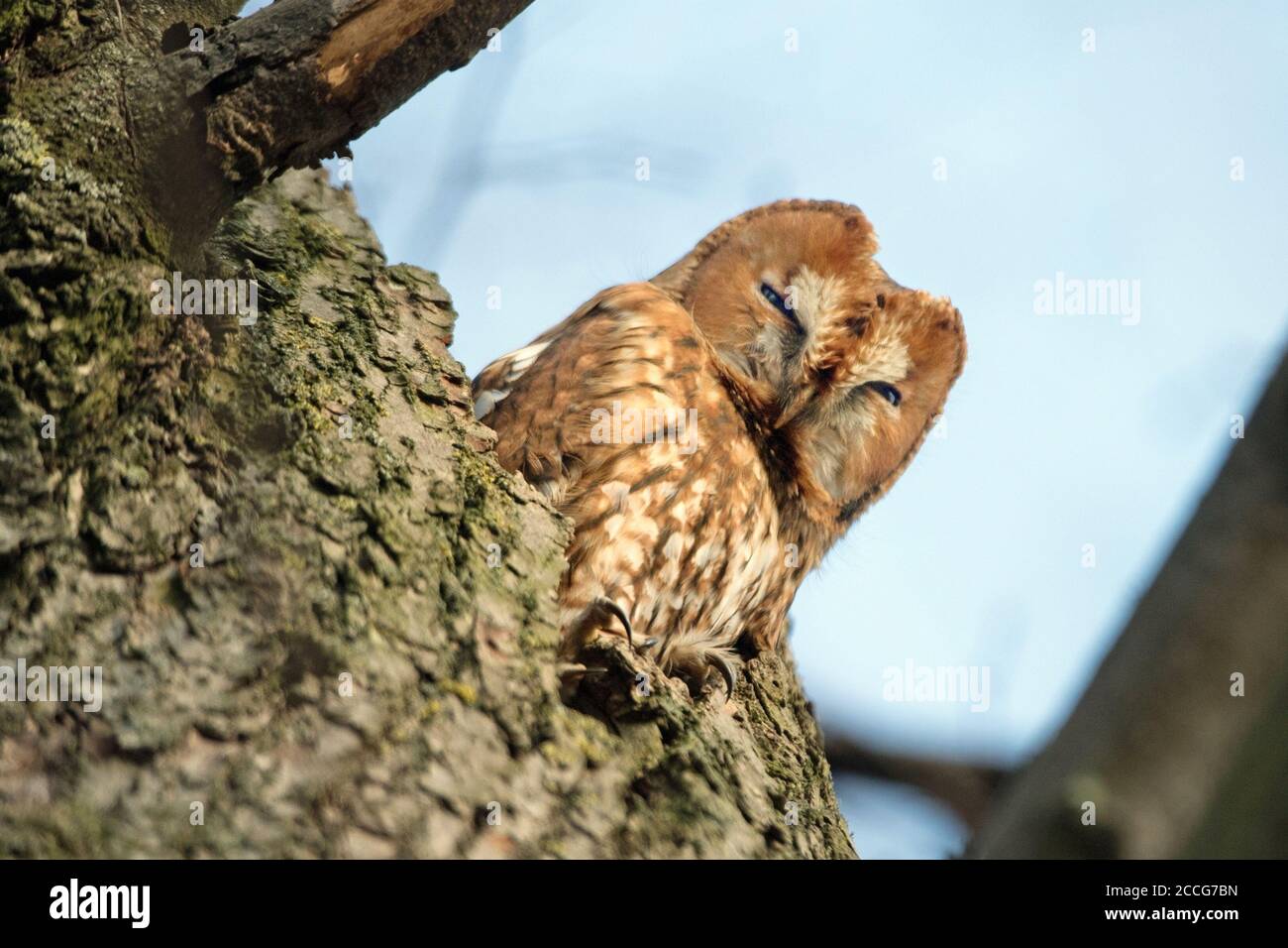 Baby Tawny Owl High Resolution Stock Photography and Images - Alamy
