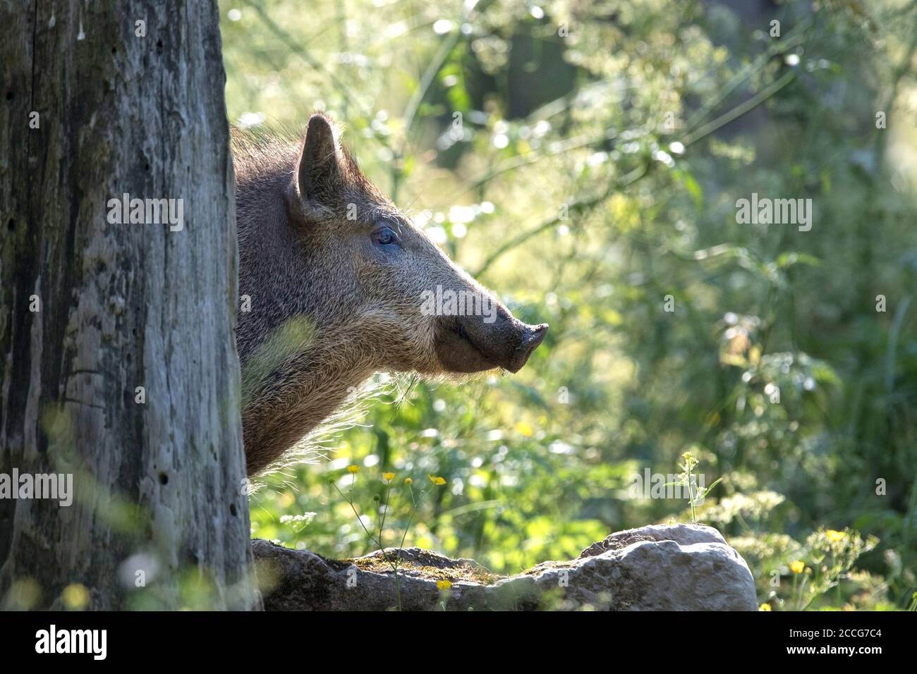 Wild boar in early summer Stock Photo - Alamy