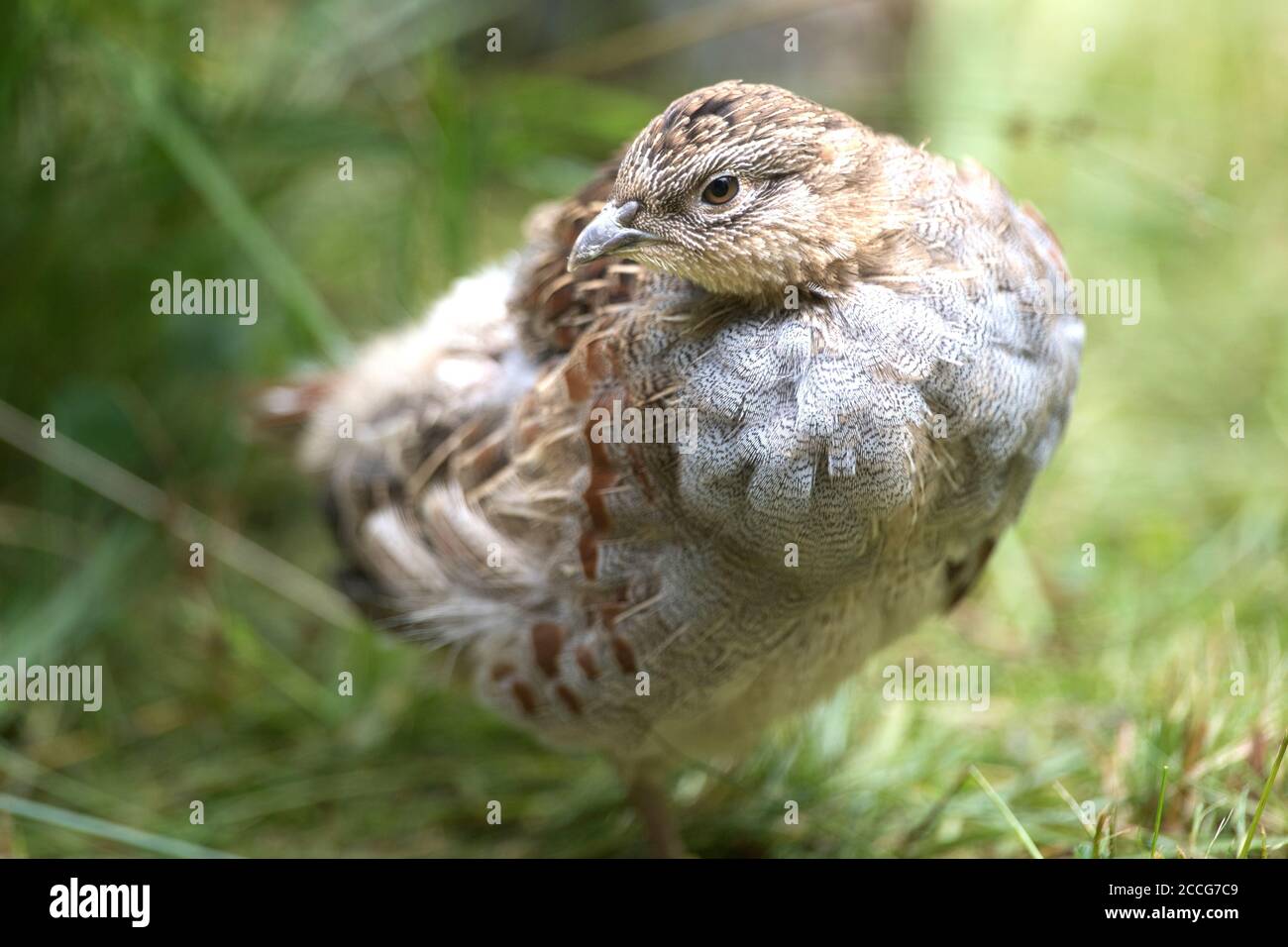 Baby partridge hi-res stock photography and images - Alamy