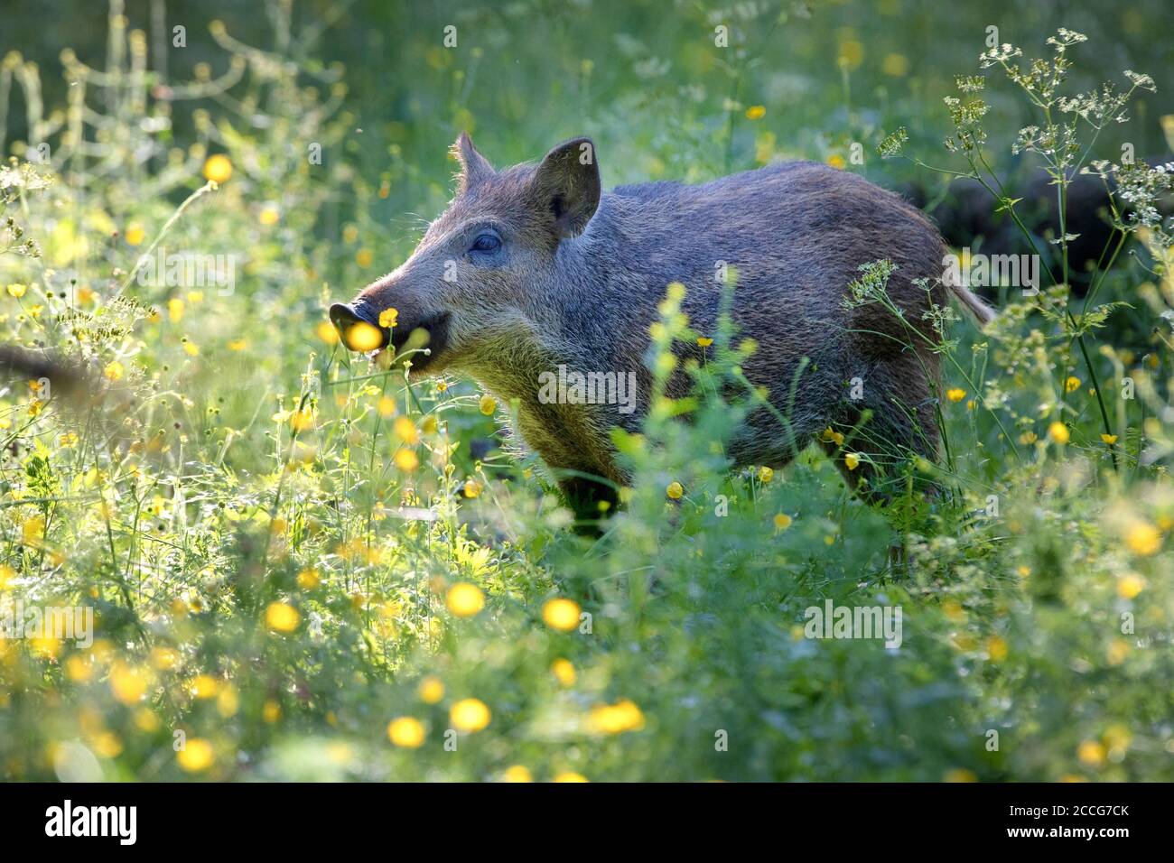 Early vertebrates hi-res stock photography and images - Alamy