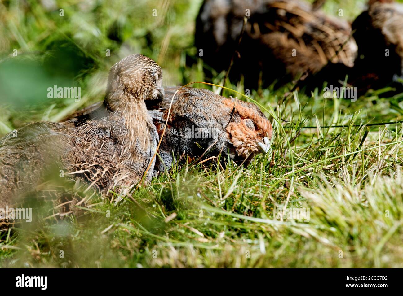 Baby partridge hi-res stock photography and images - Alamy