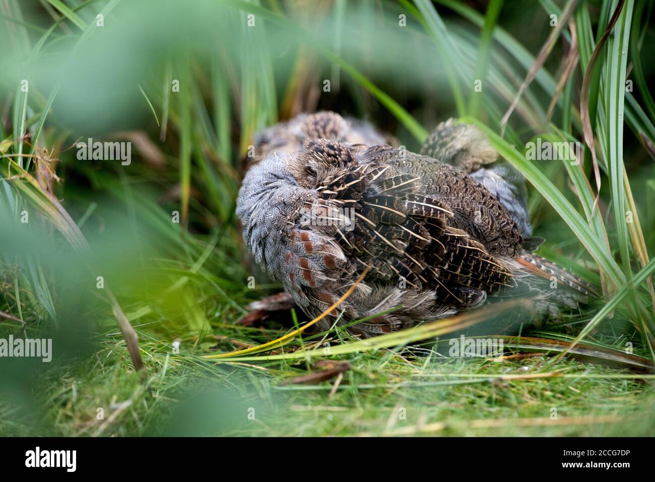 Baby partridge hi-res stock photography and images - Alamy