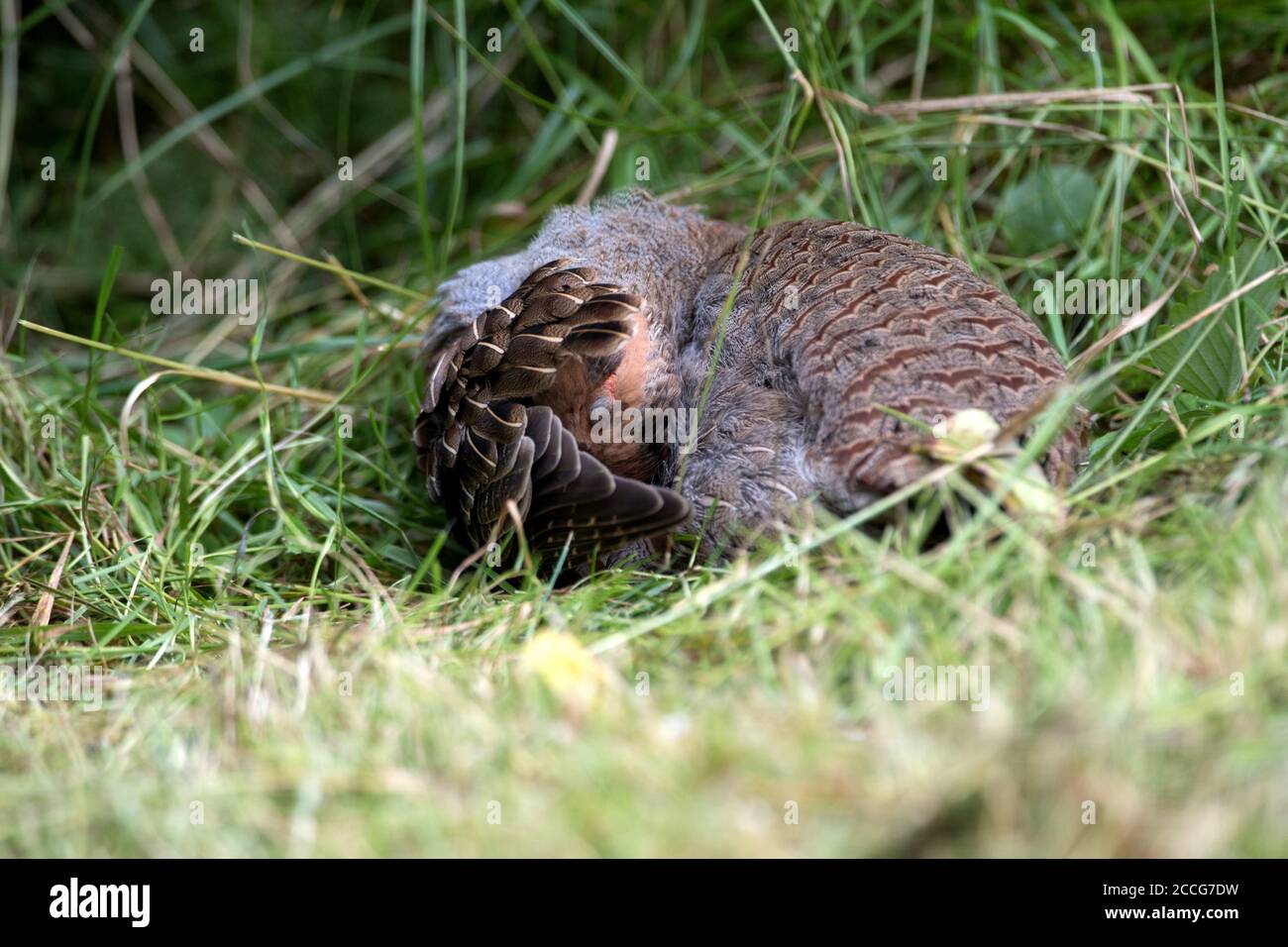 Baby partridge hi-res stock photography and images - Alamy