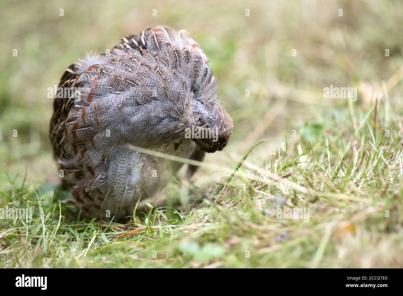 Baby partridges hi-res stock photography and images - Alamy