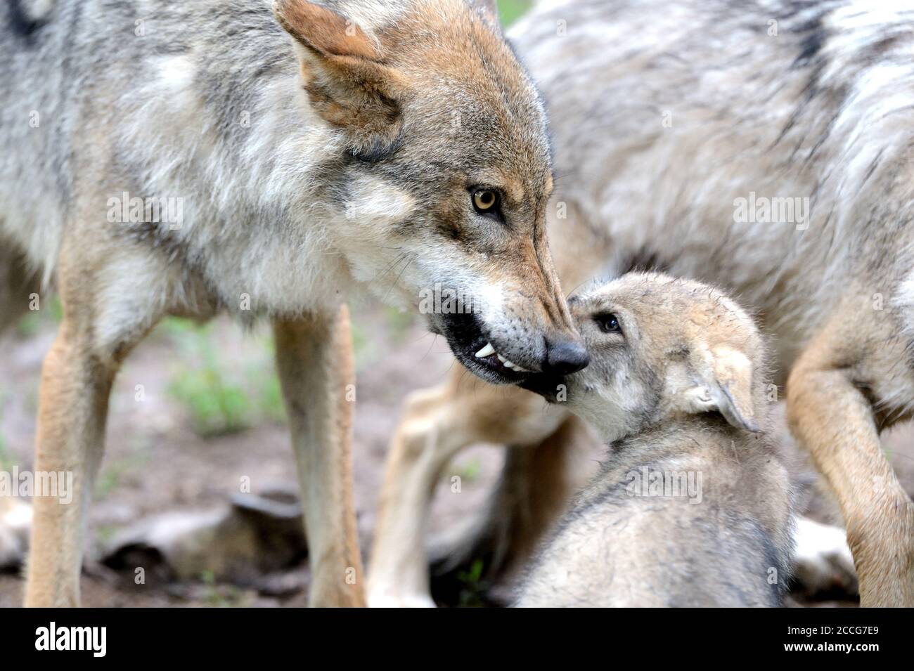 Baby wolves hi-res stock photography and images - Alamy