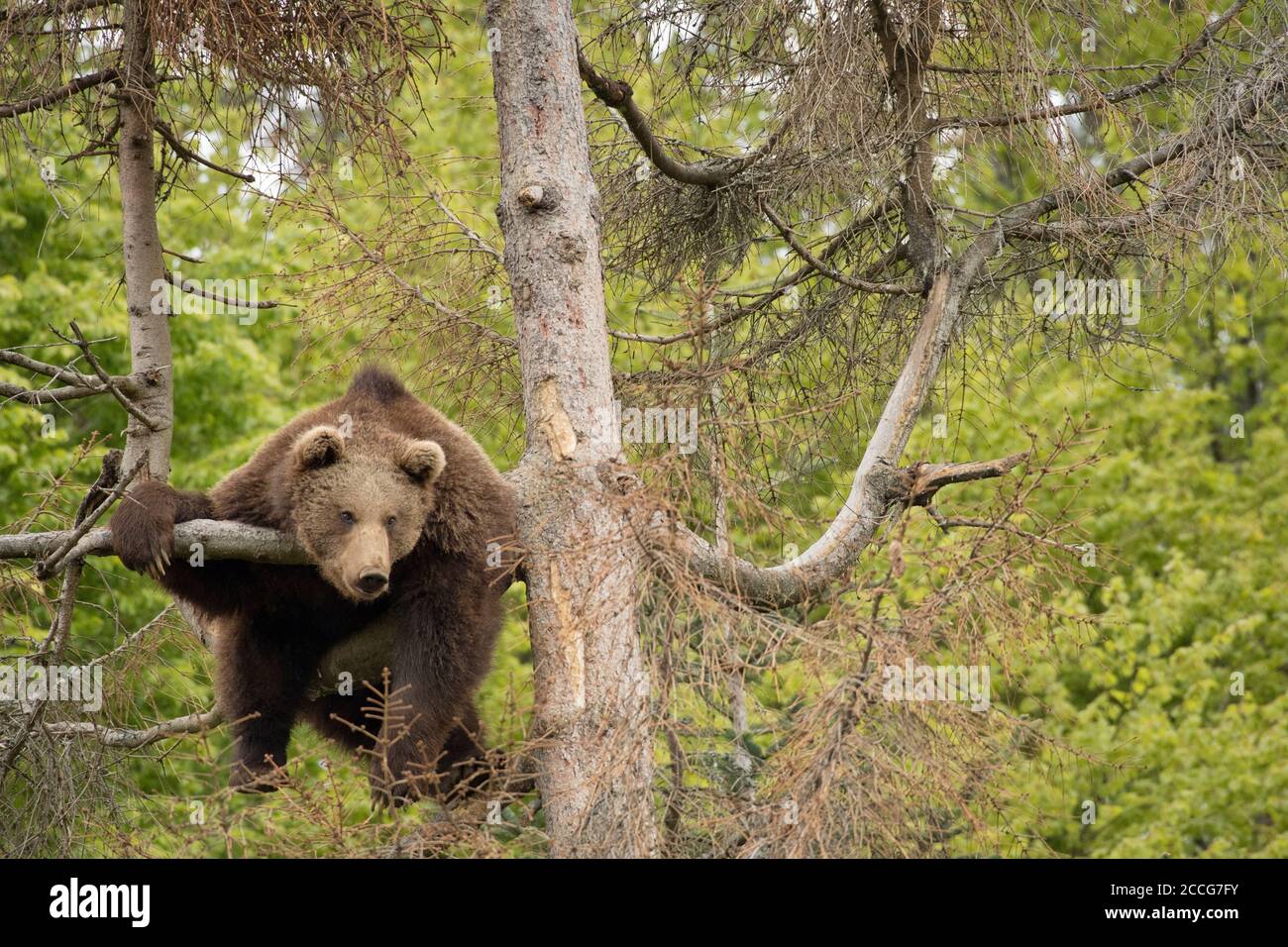 Brown bear in the spring Stock Photo - Alamy