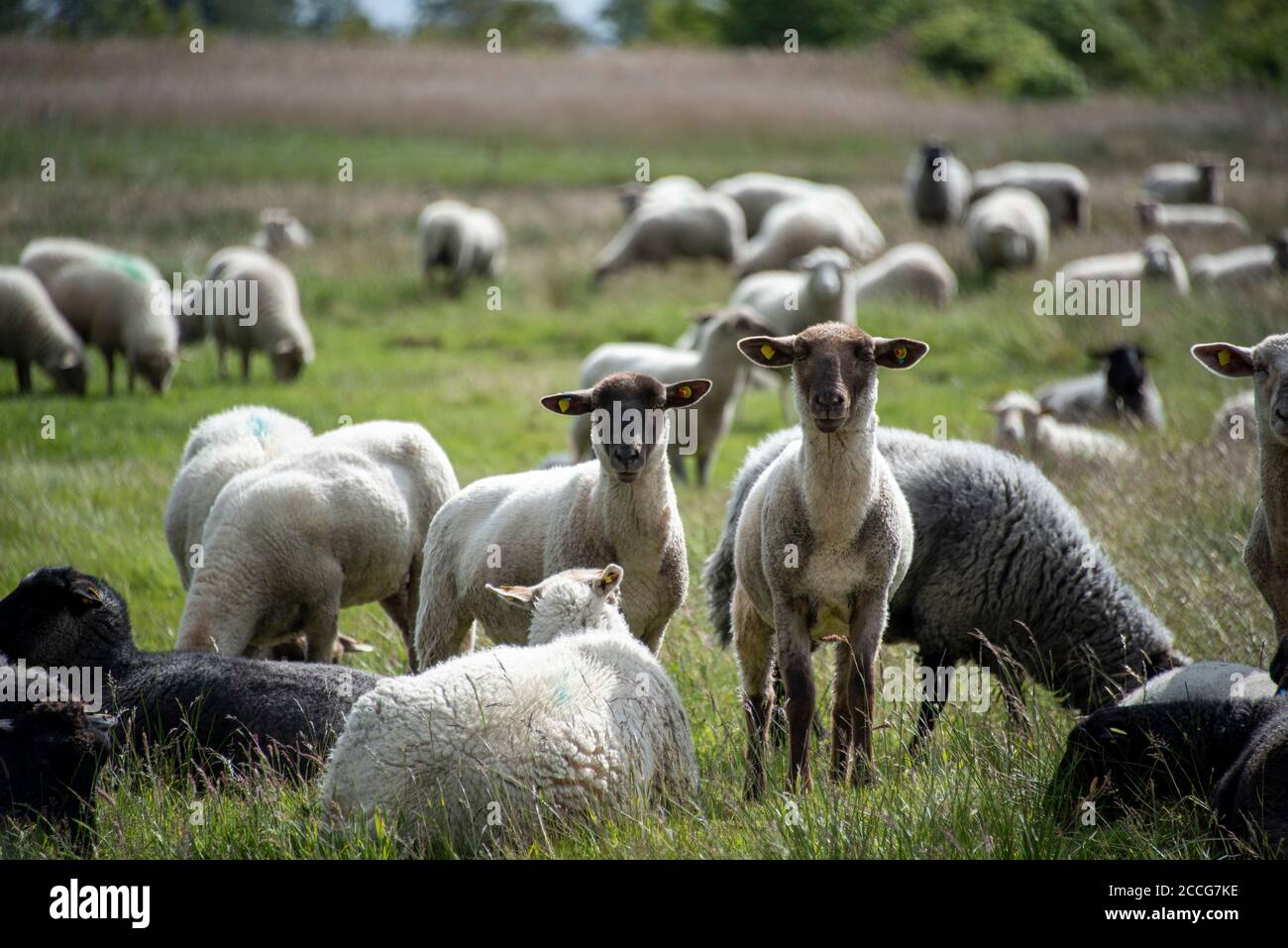 Sheep on Hiddensee Stock Photo - Alamy