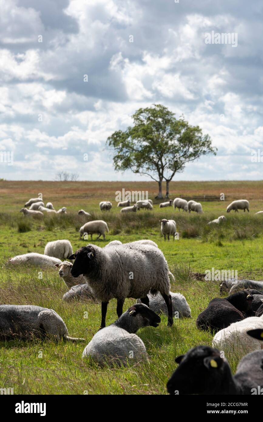 Sheep on Hiddensee Stock Photo - Alamy