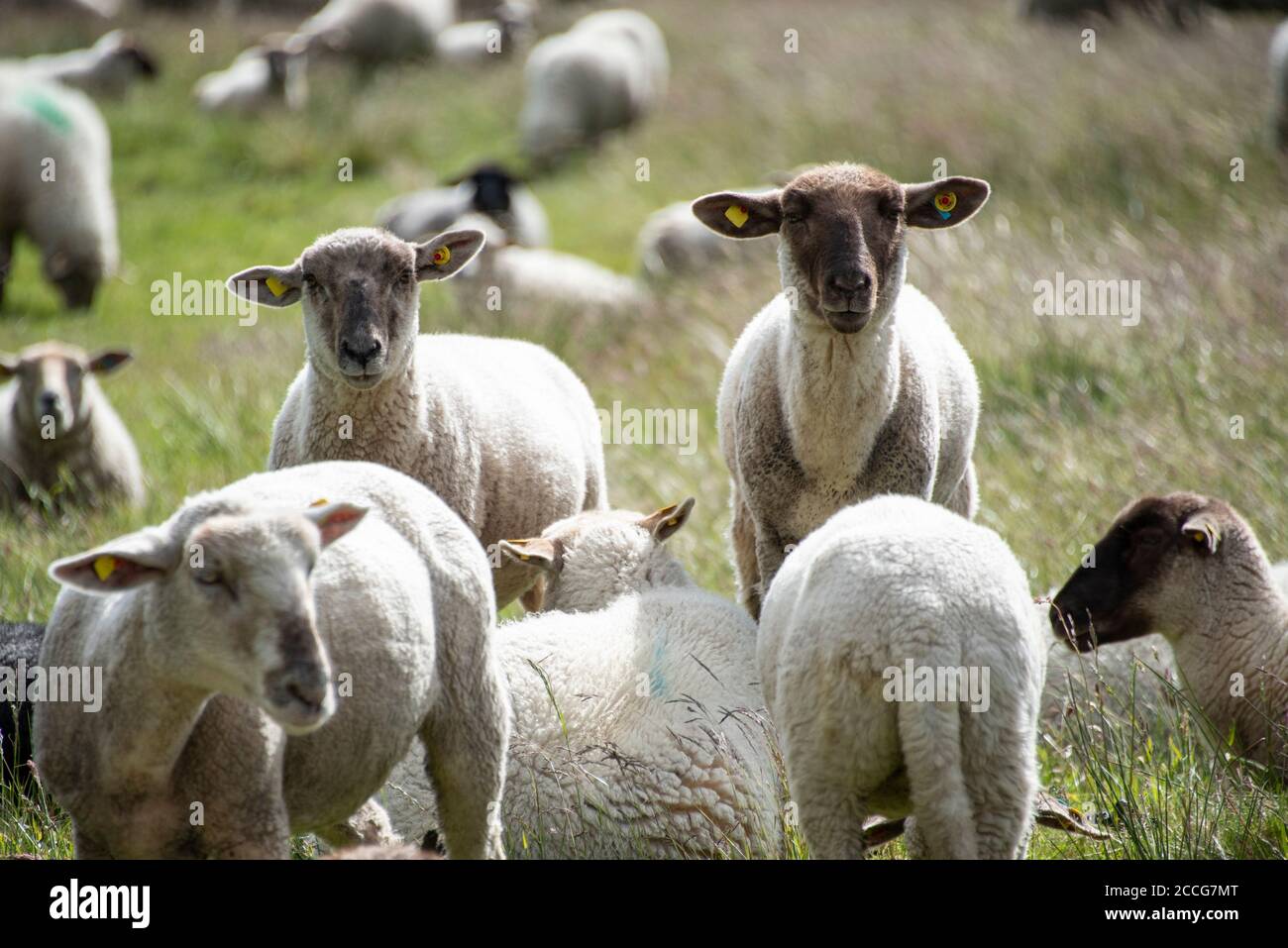Sheep on Hiddensee Stock Photo - Alamy