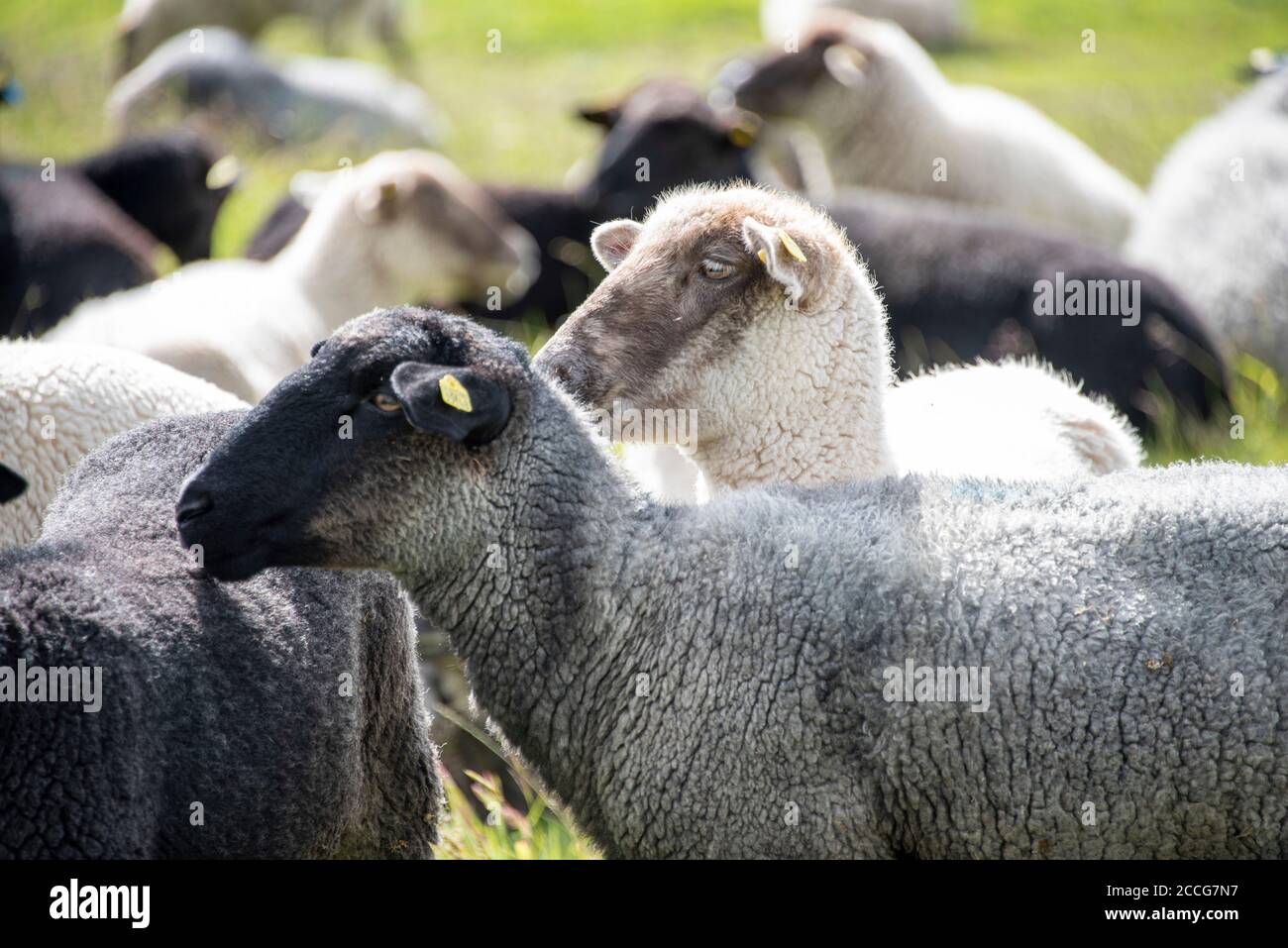 Sheep on Hiddensee Stock Photo - Alamy