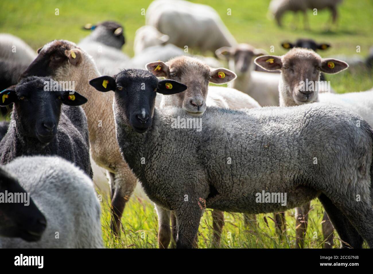 Sheep on Hiddensee Stock Photo - Alamy