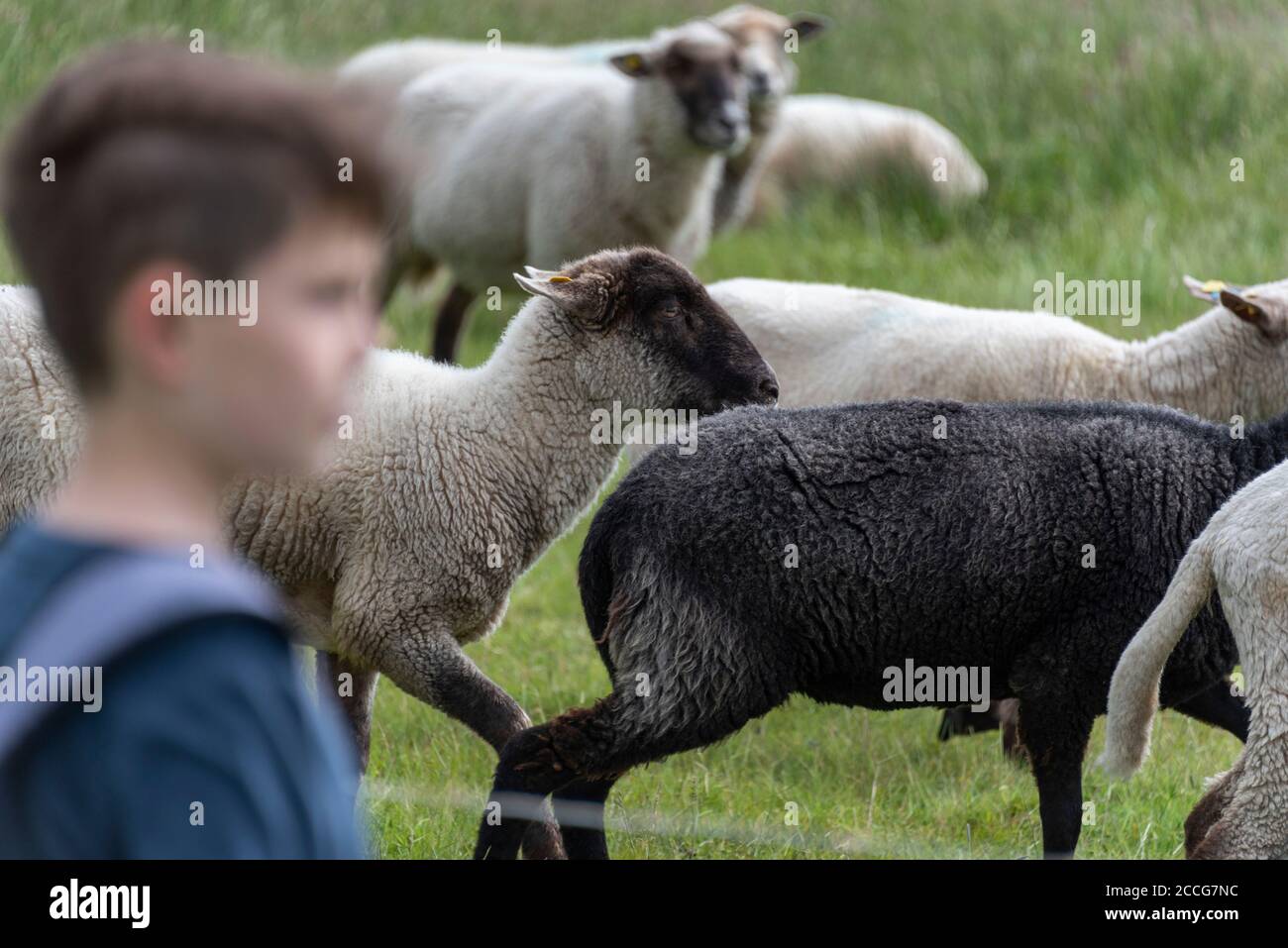 Sheep on Hiddensee, boy is watching the animals Stock Photo - Alamy