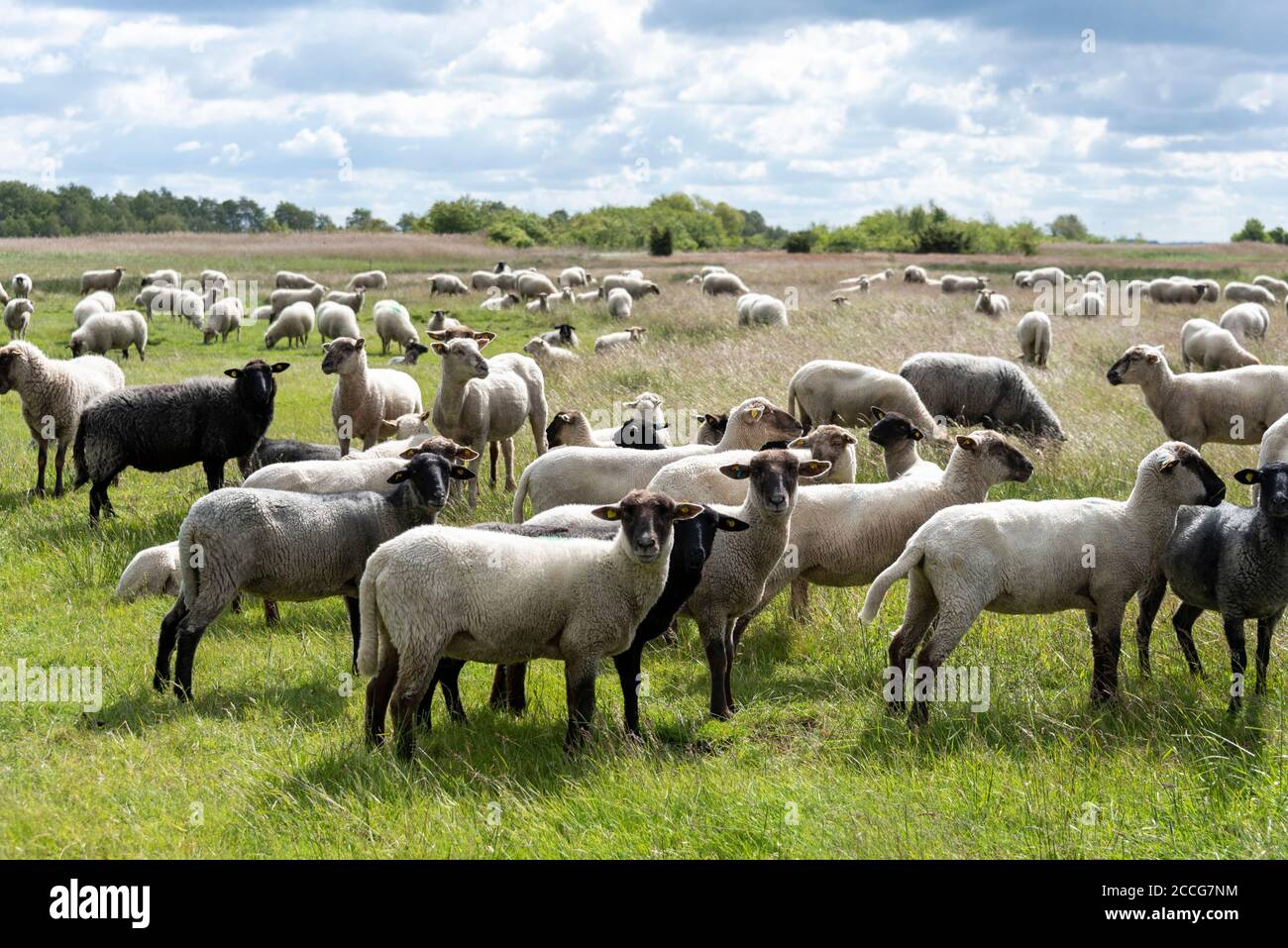 Sheep on Hiddensee Stock Photo - Alamy