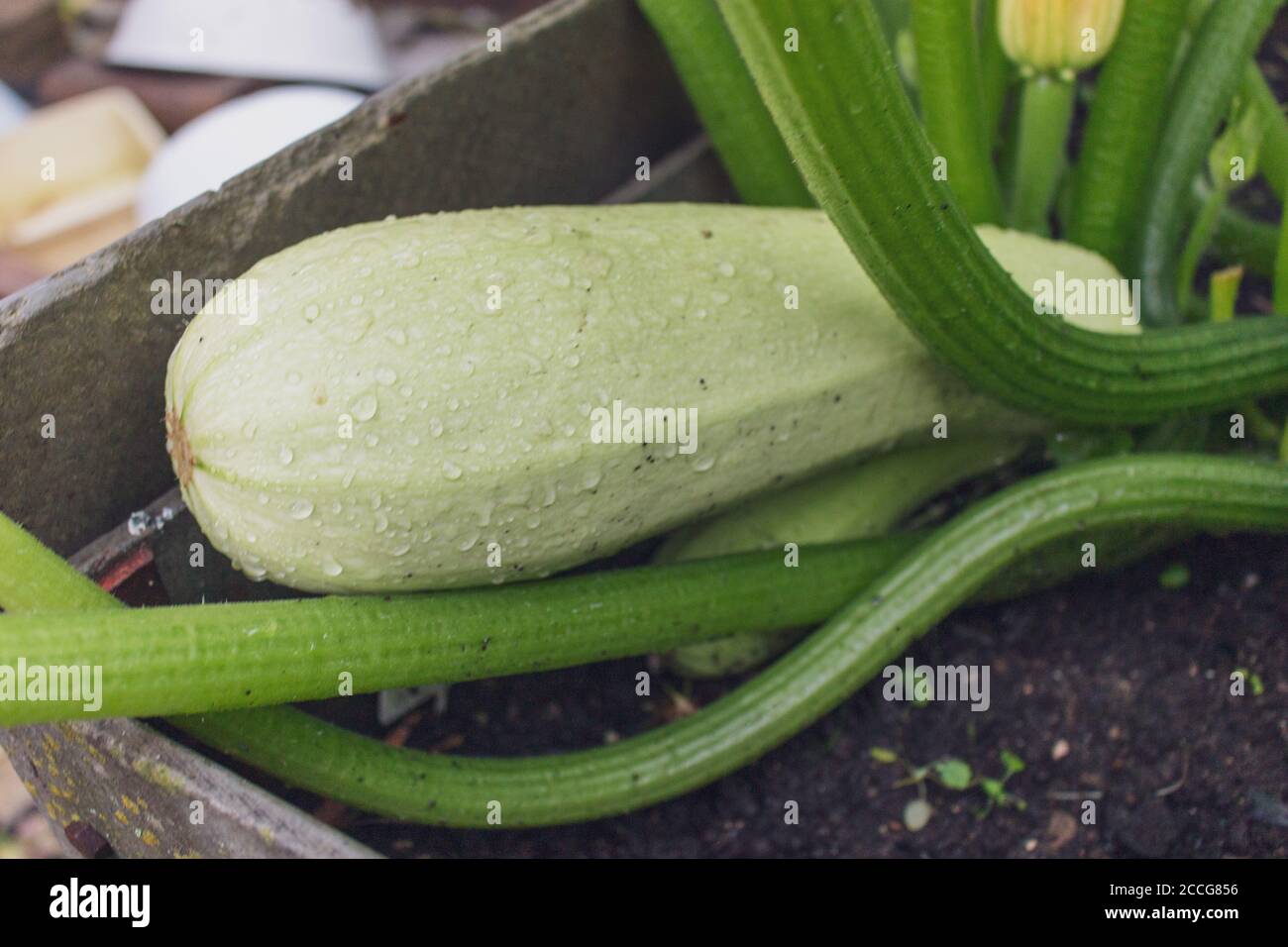 white marrow (vegetable Stock Photo - Alamy