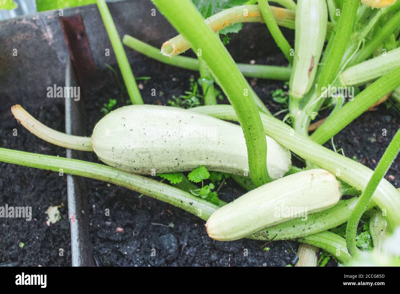 white marrow (vegetable Stock Photo - Alamy