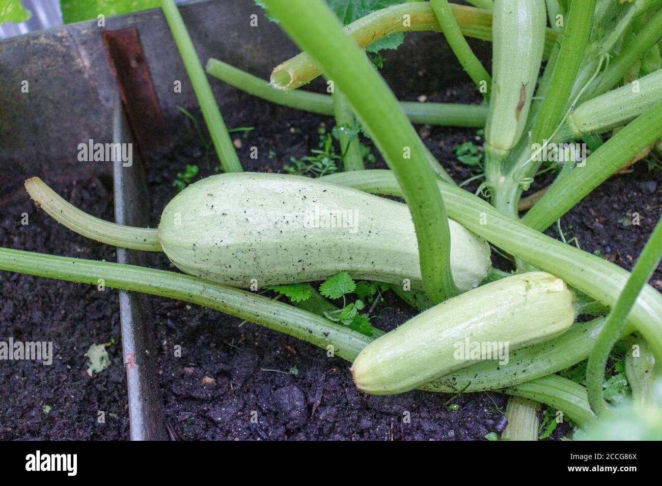 white marrow (vegetable Stock Photo - Alamy