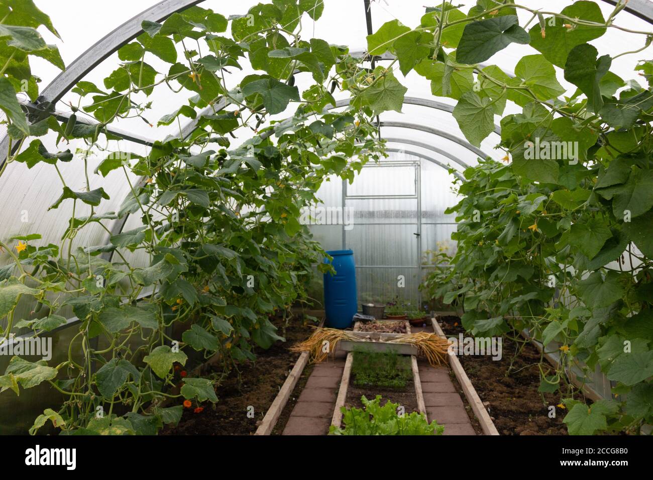 View of cucumbers growing in a greenhouse in the Russian village Stock ...