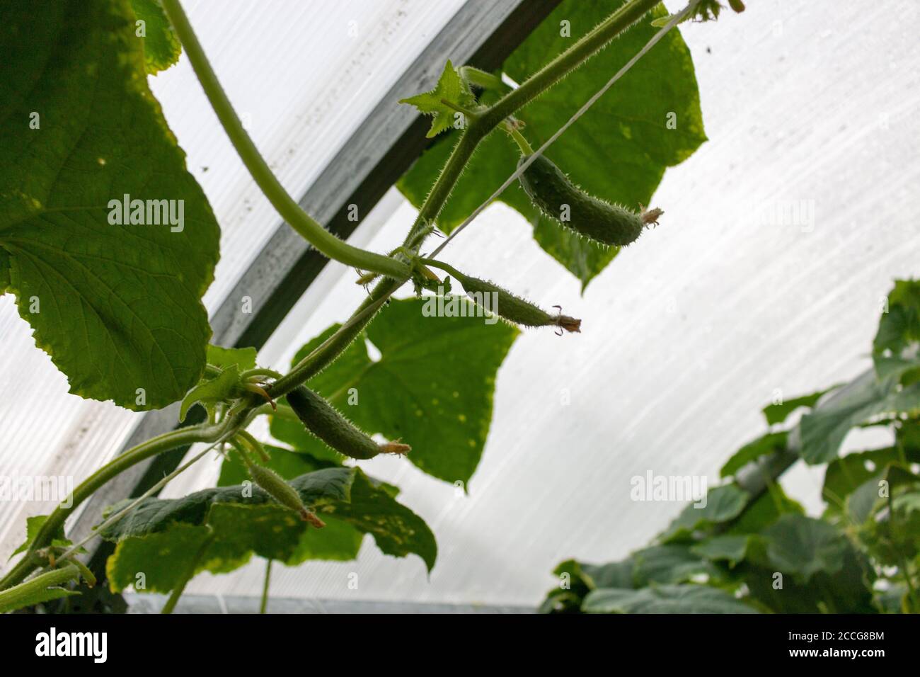 Village garden cucumber hi-res stock photography and images - Alamy