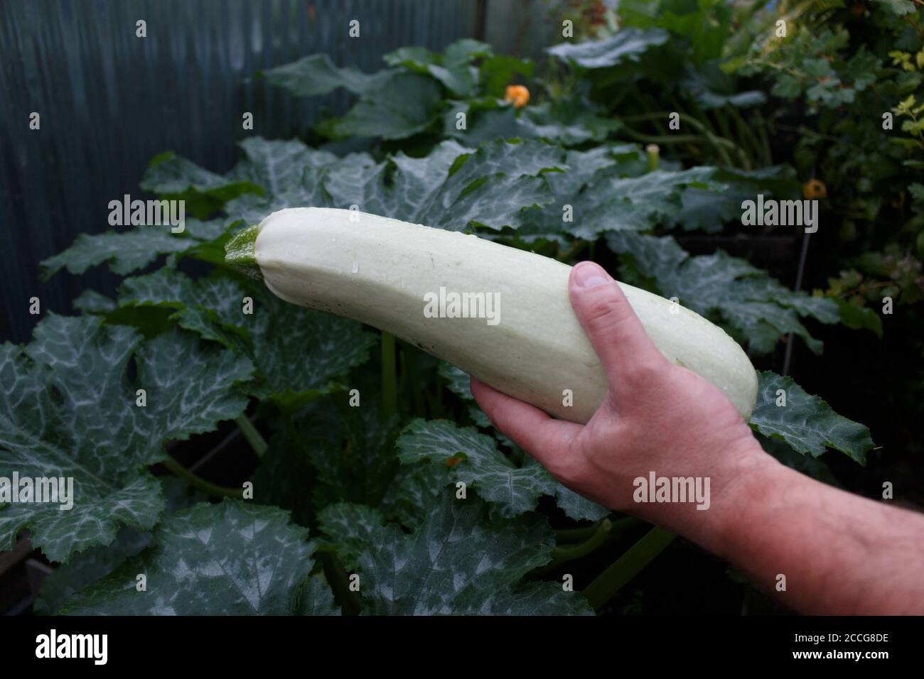 Vegetable man slice hi-res stock photography and images - Alamy