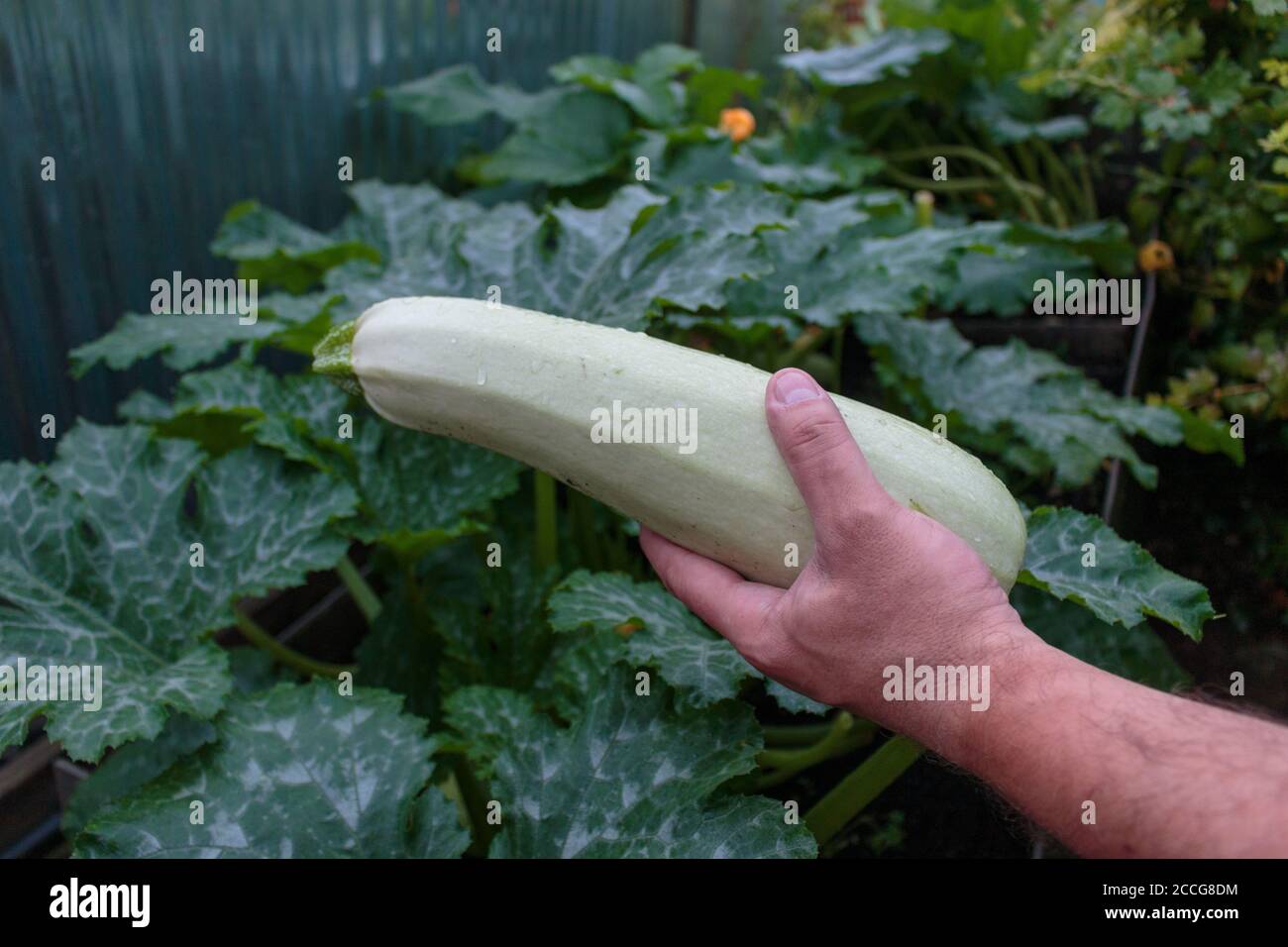 Marrow vegetable hi-res stock photography and images - Alamy