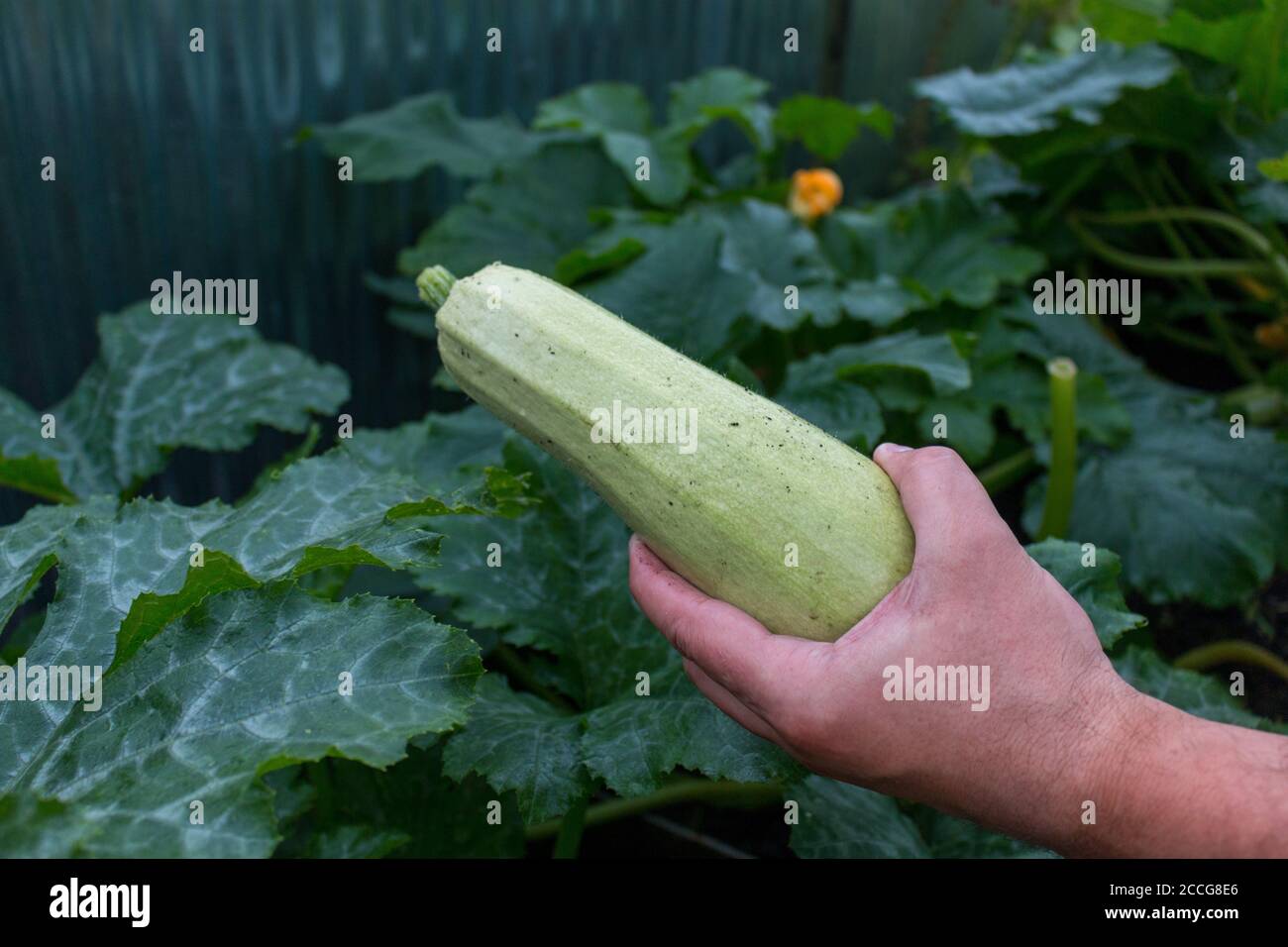 A man holding a white marrow (vegetable Stock Photo - Alamy