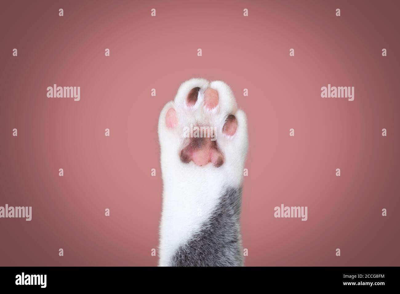 close up of a cat paw with different colored toe beans with copy space ...