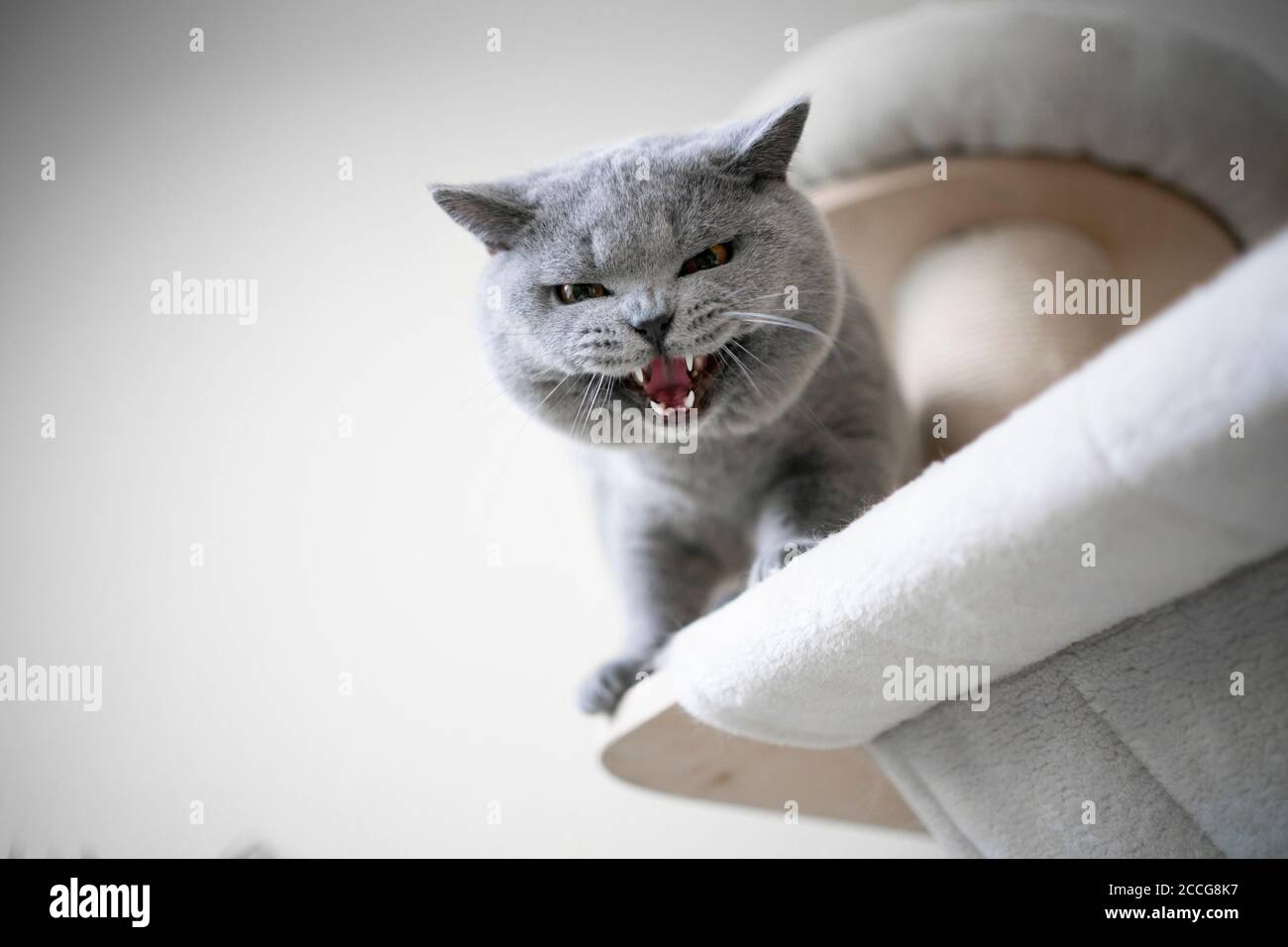 blue british shorthair cat looking down from scratching post meowing or ...