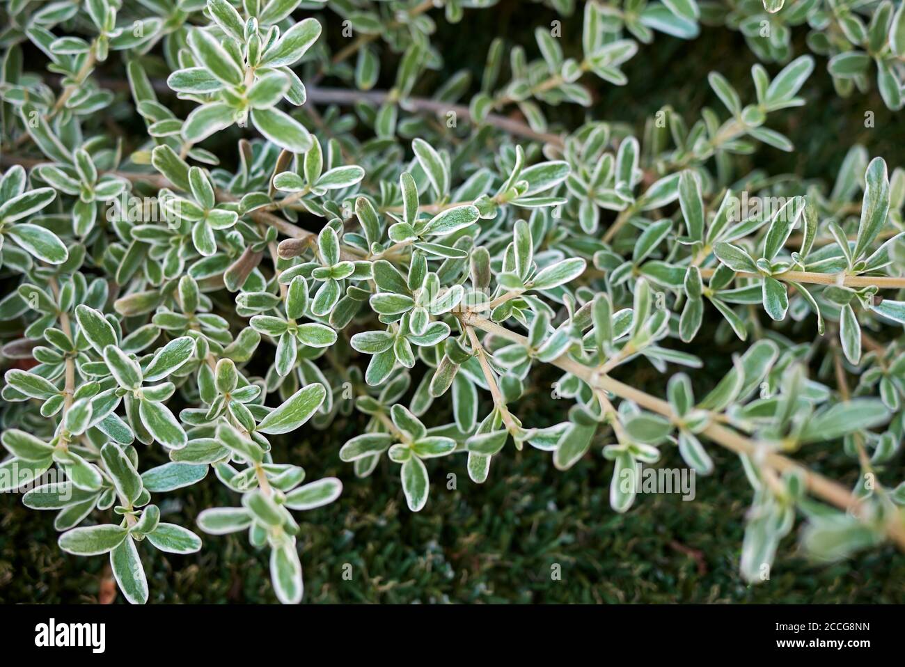 Coprosma kirkii variegata hi-res stock photography and images - Alamy