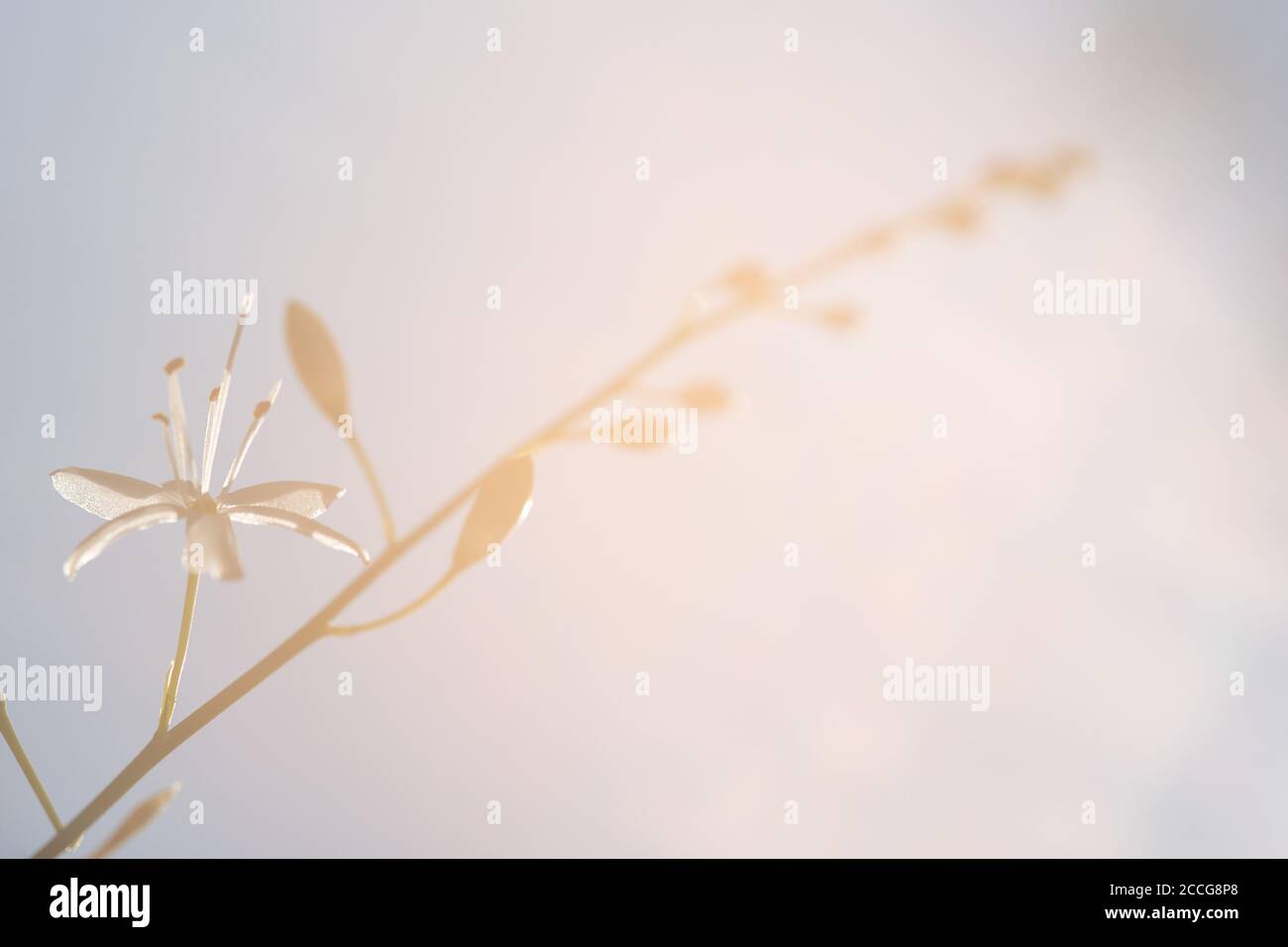 White funnel lily, also known as white parade lily or alpine paradise ...