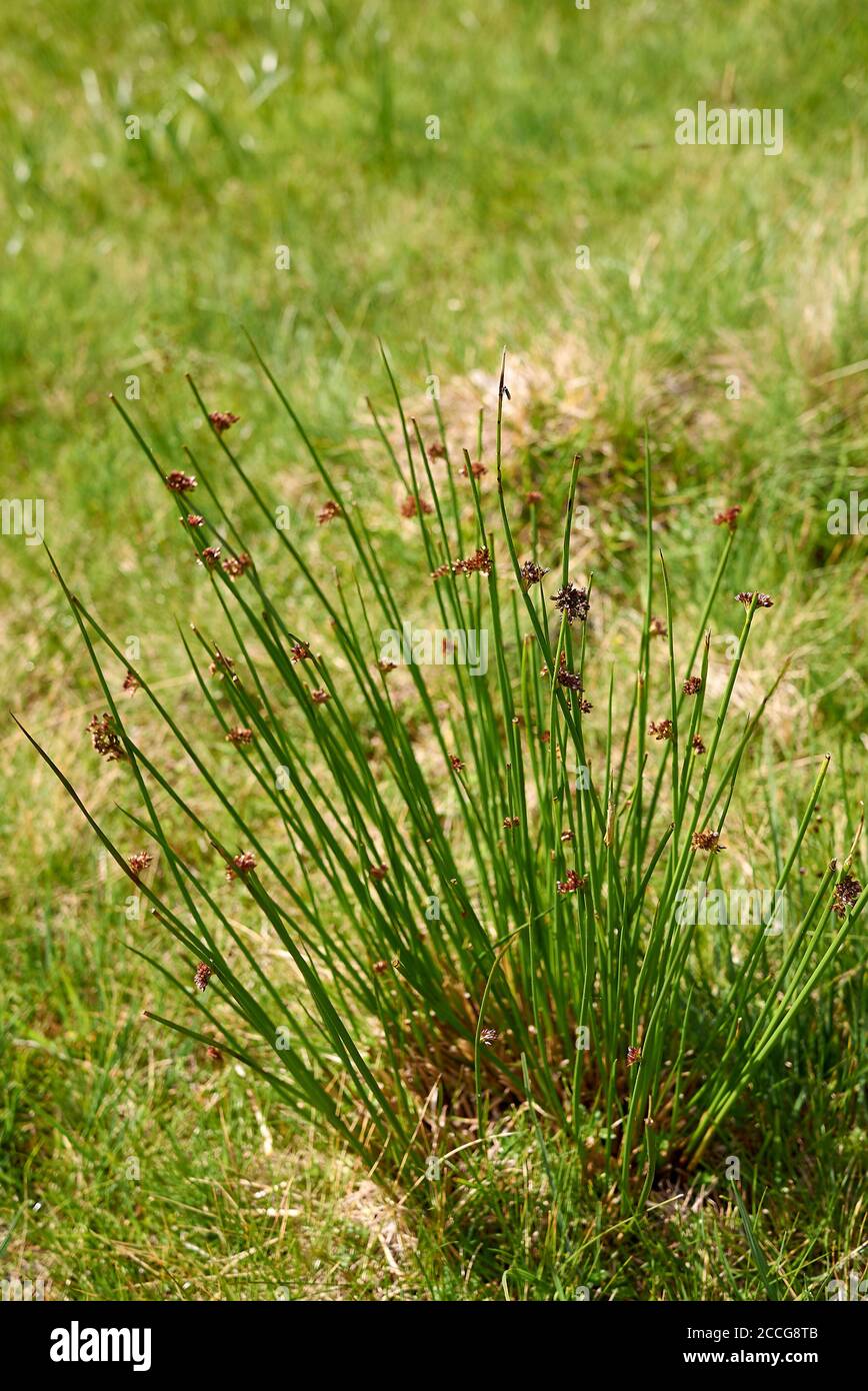 Juncus articulatus plant in bloom Stock Photo - Alamy